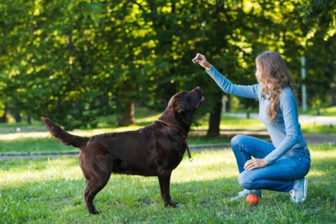 Dog Training • Canine Training • Obedience Training | Stockton, CA